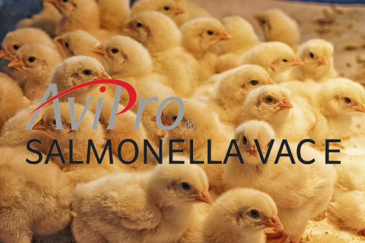 AviPro Salmonella Vac E - Encipharm